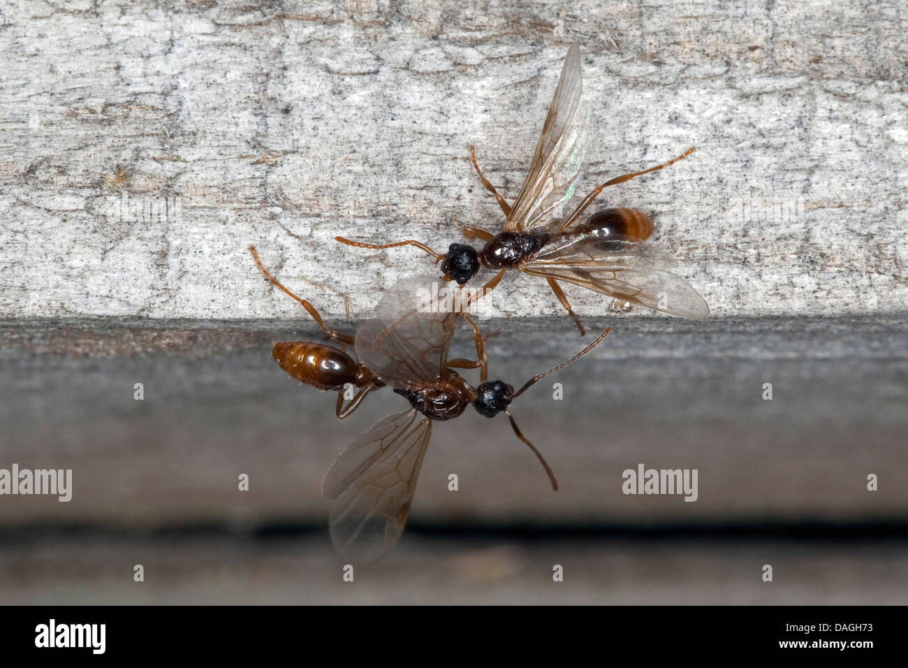 Fourmis rouges myrmicine myrmica spec Banque de photographies et d ...