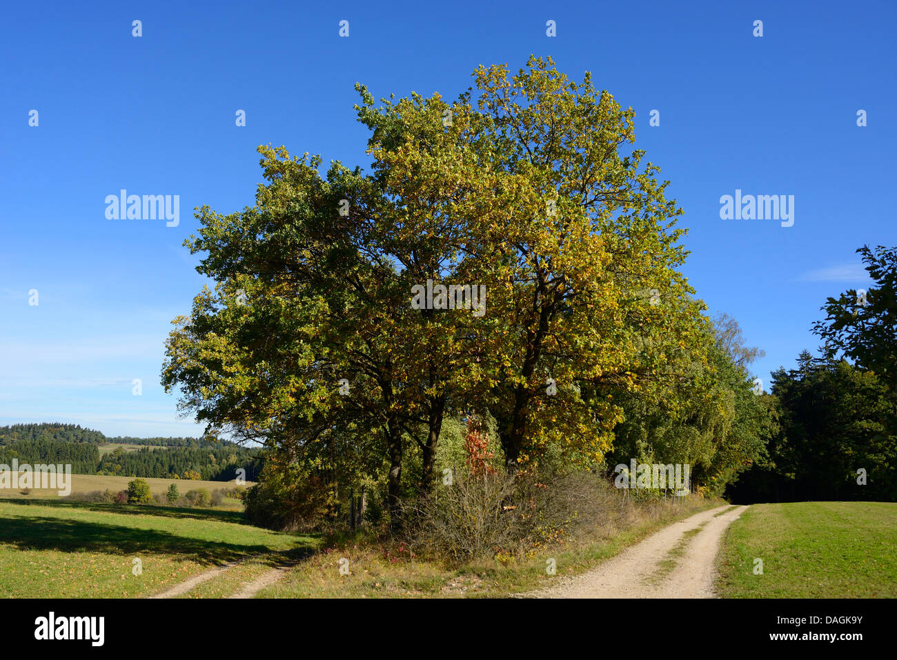 Le chêne commun, le chêne pédonculé, chêne pédonculé (Quercus robur), à ...