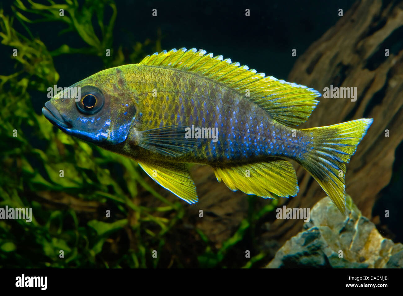 Poissons cichlides Banque de photographies et d’images à haute ...
