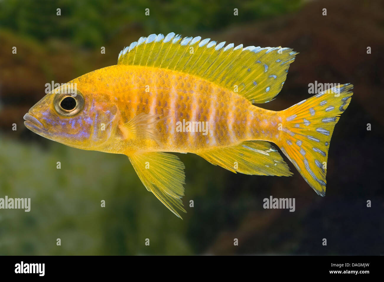 Poissons cichlides Banque de photographies et d’images à haute ...