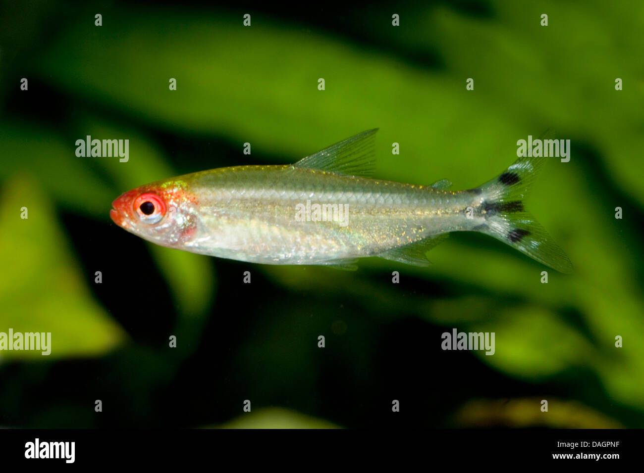 Tétra du nez de rami ou tétra du nez rouge Banque de photographies et d ...