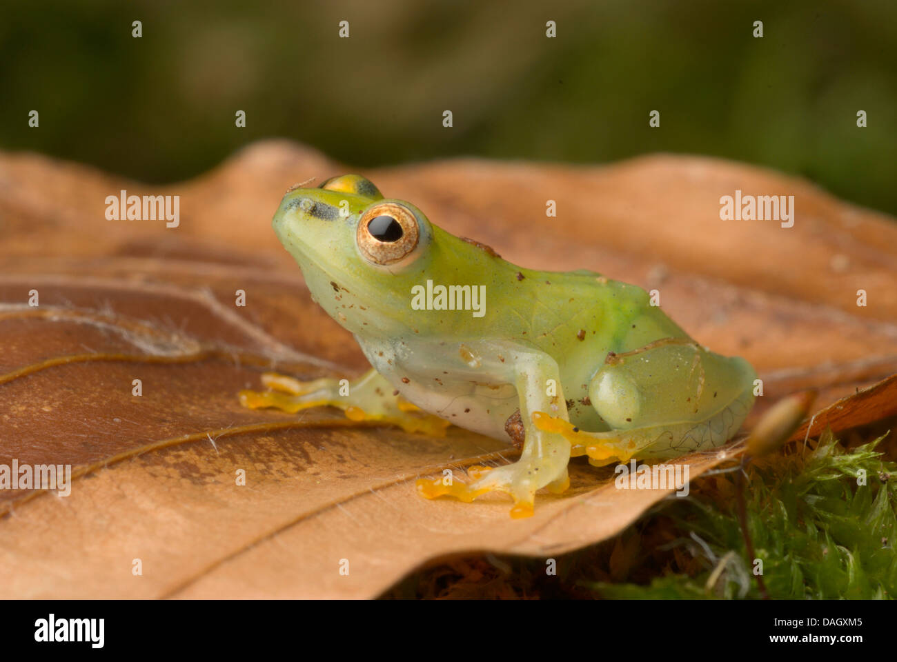 Grenouille Transparente