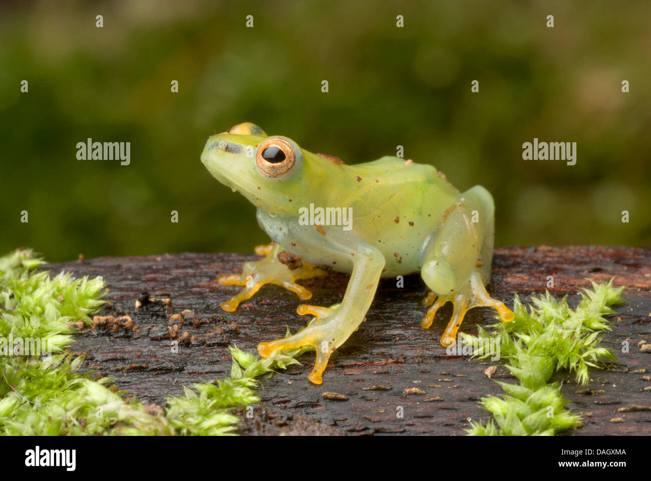Grenouille Transparente