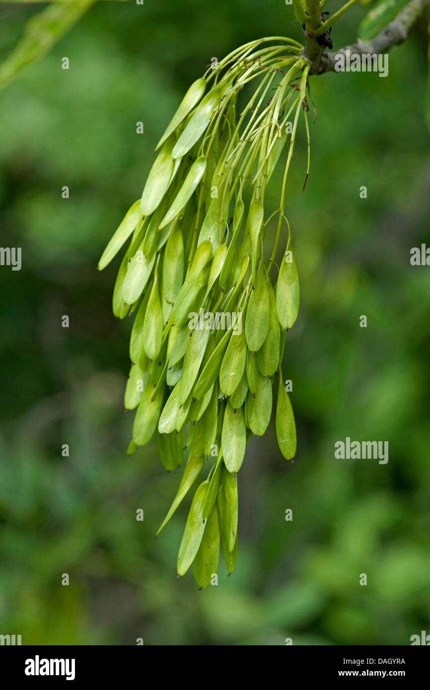 Fruits Fraxinus Excelsior Banque d'image et photos - Alamy