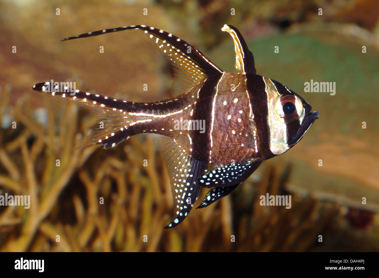 Banggai poissons cardinaux poissons osseux Banque de photographies et d ...