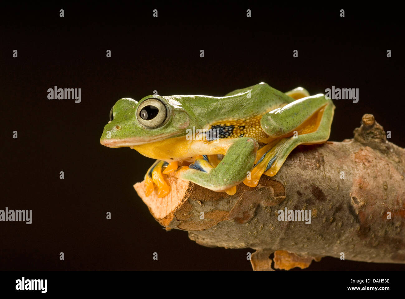 Grenouille volante de java rhacophorus reinwardtii Banque de ...