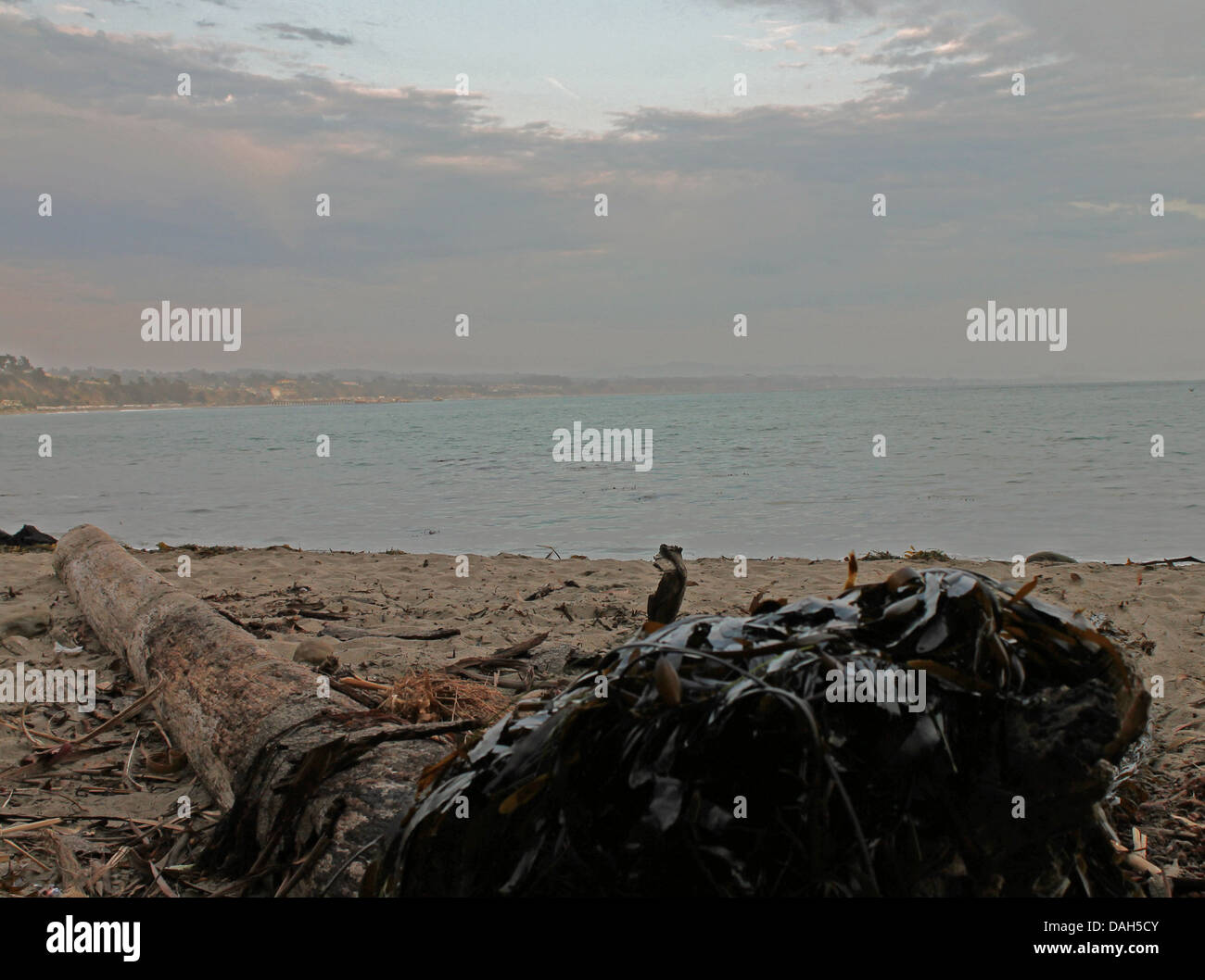 Plante De Varech Banque d'image et photos - Alamy
