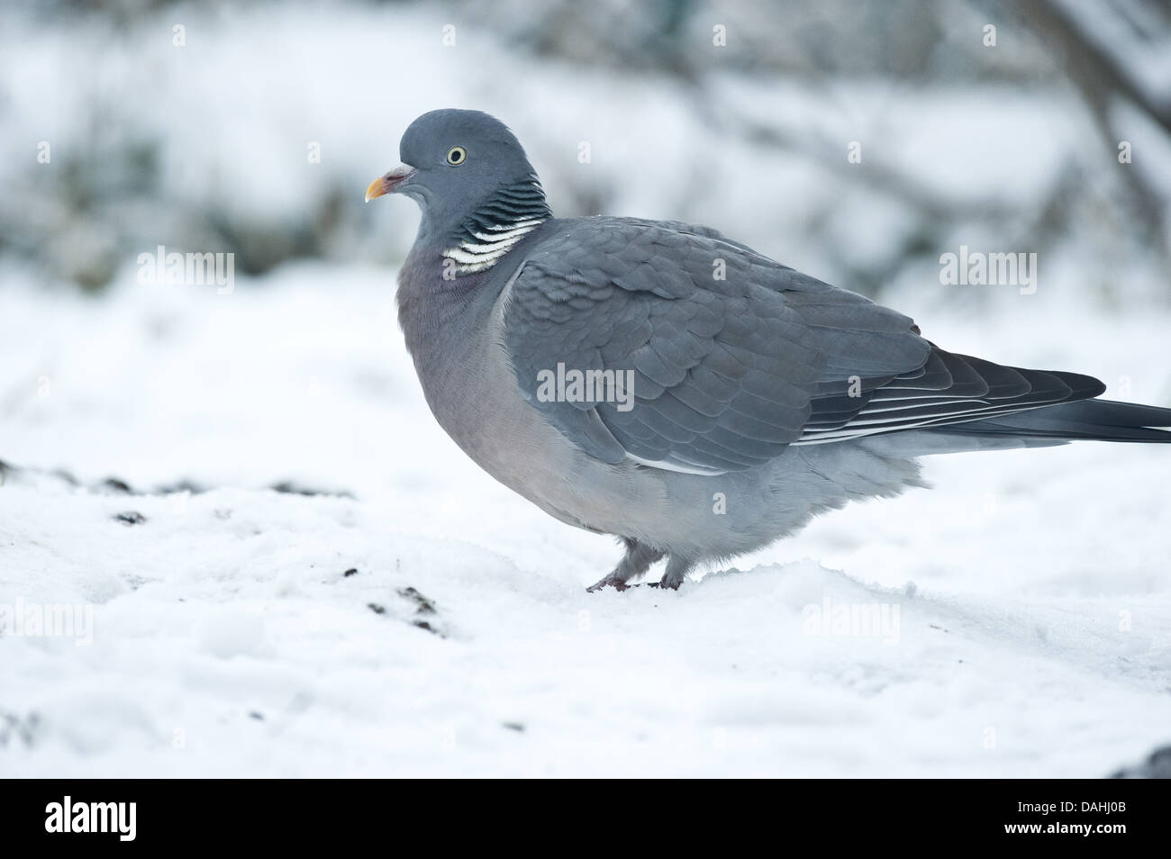 Pigeon des neiges Banque de photographies et d’images à haute ...