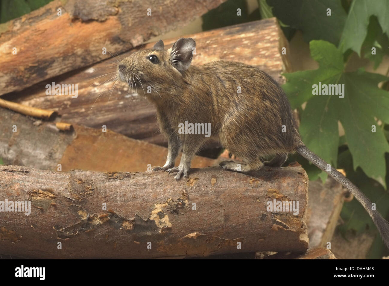 Degu ou octodon degus de rat chilien Banque de photographies et d ...