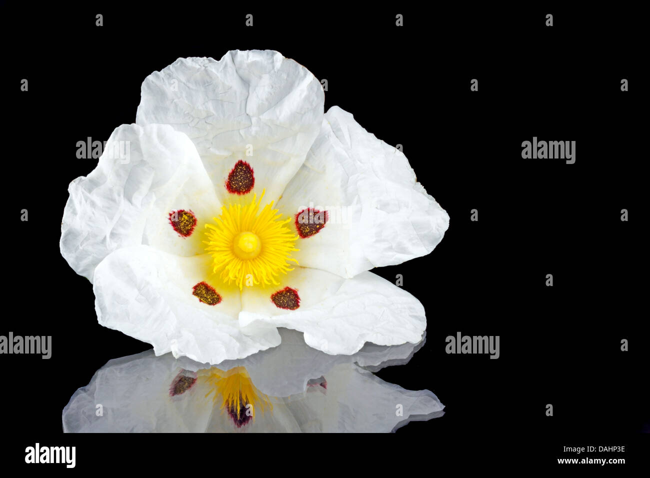 Gomme ladanum Banque de photographies et d’images à haute résolution ...