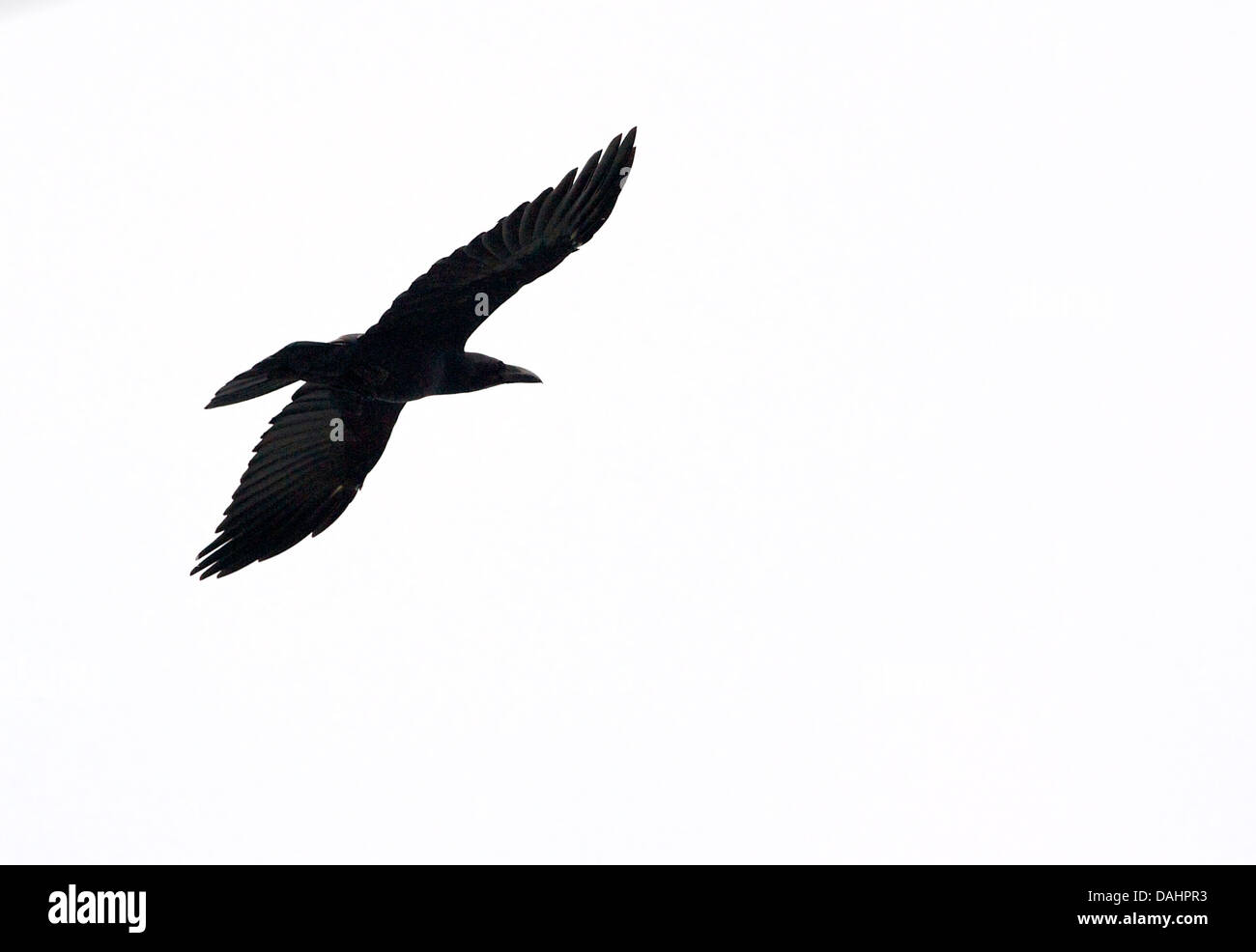 Corbeau en vol Banque de photographies et d’images à haute résolution ...
