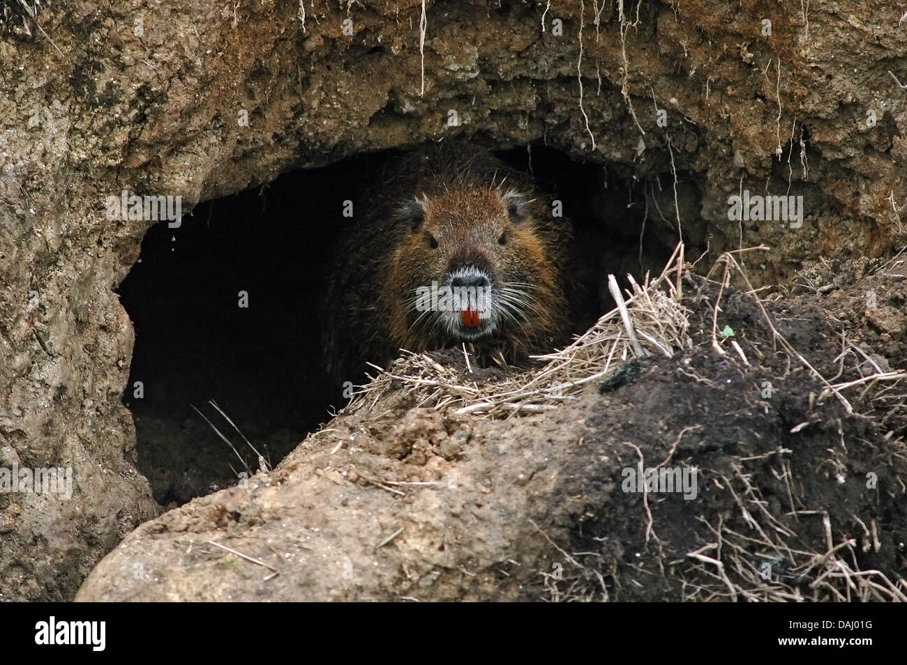 Le ragondin dans son terrier Photo Stock - Alamy