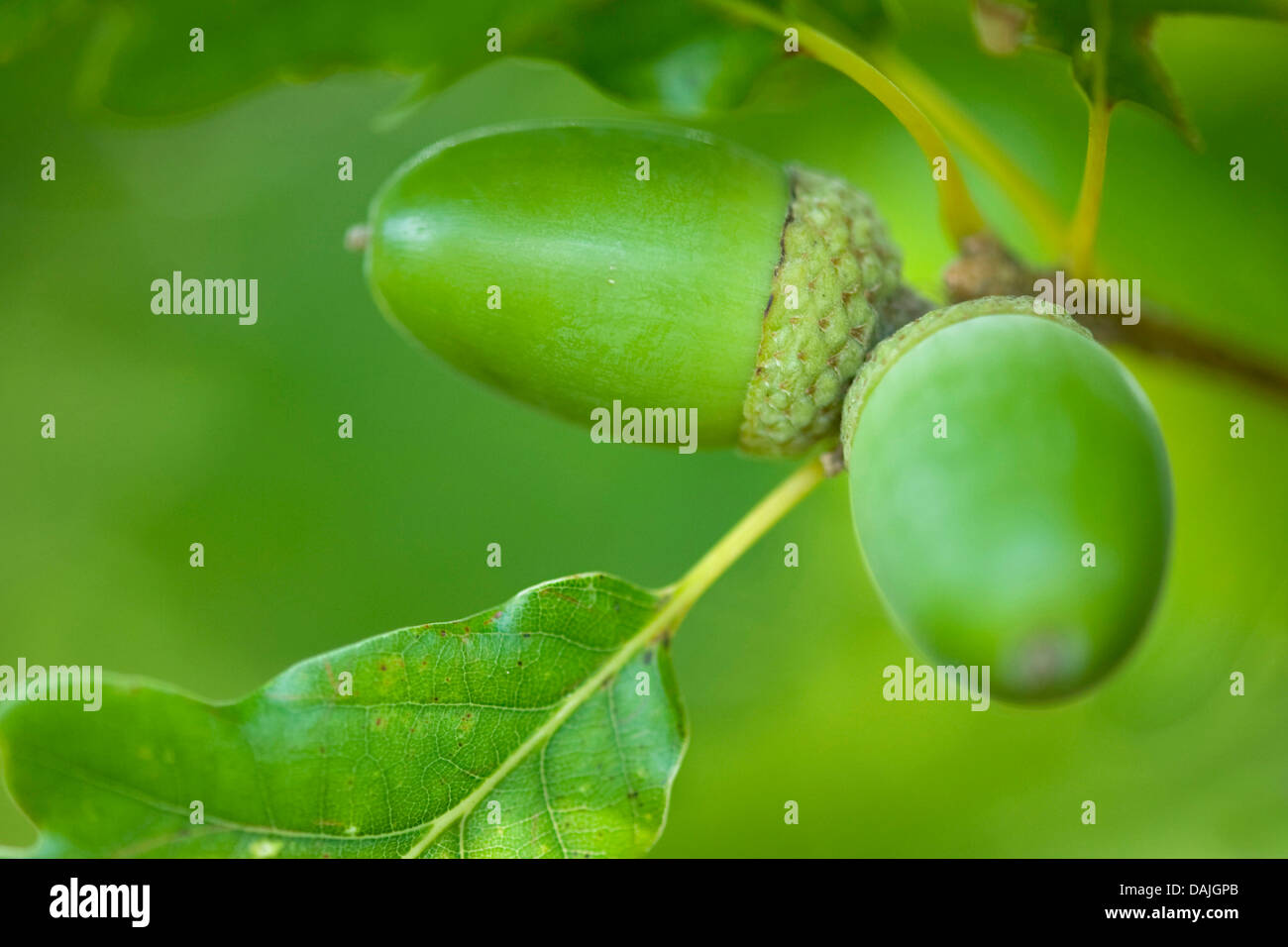 Glands Sur Un Arbre Banque d'image et photos - Alamy