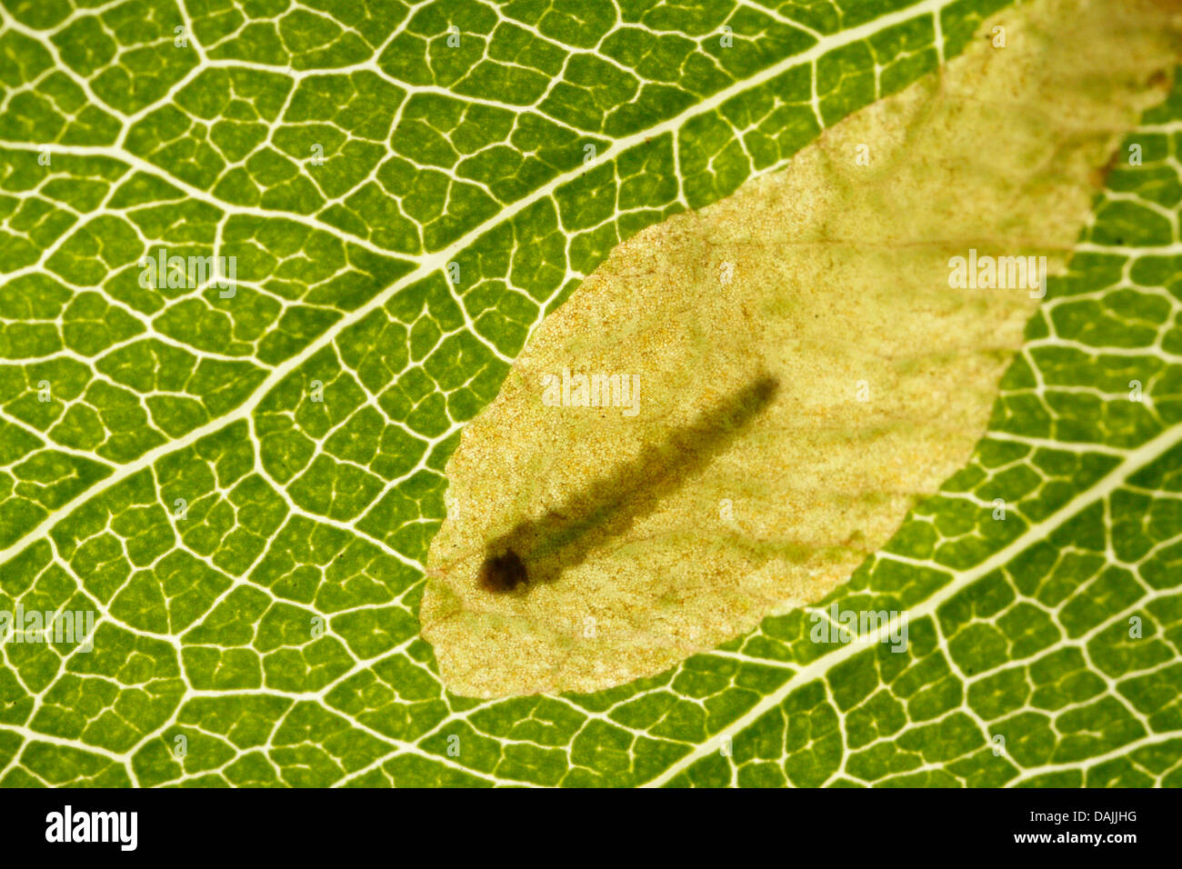 Feuille rose-miner (Litoria inermis) anomalella, mineuse des feuilles ...