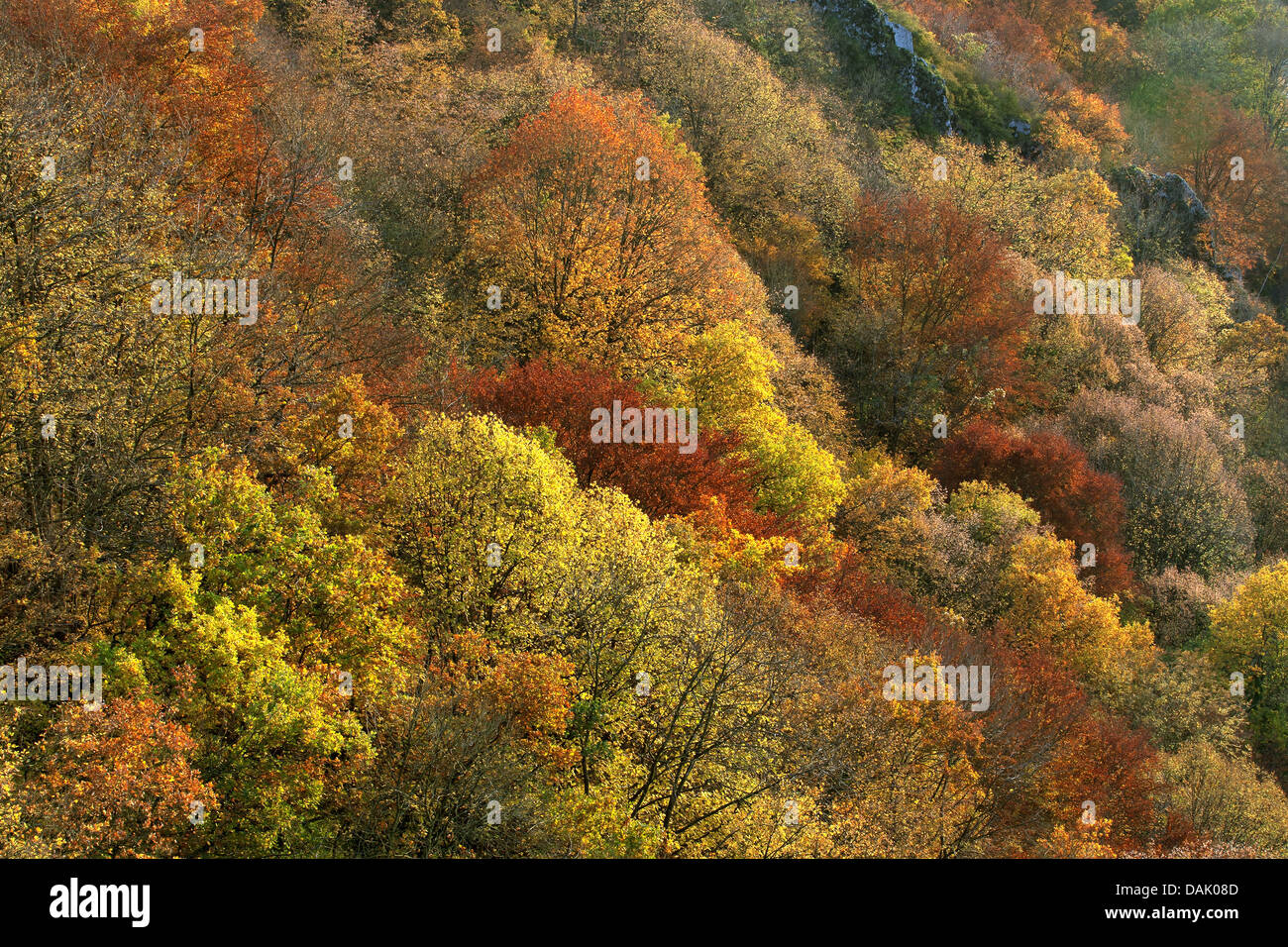 Habitat des bois de feuillus Banque de photographies et d’images à ...