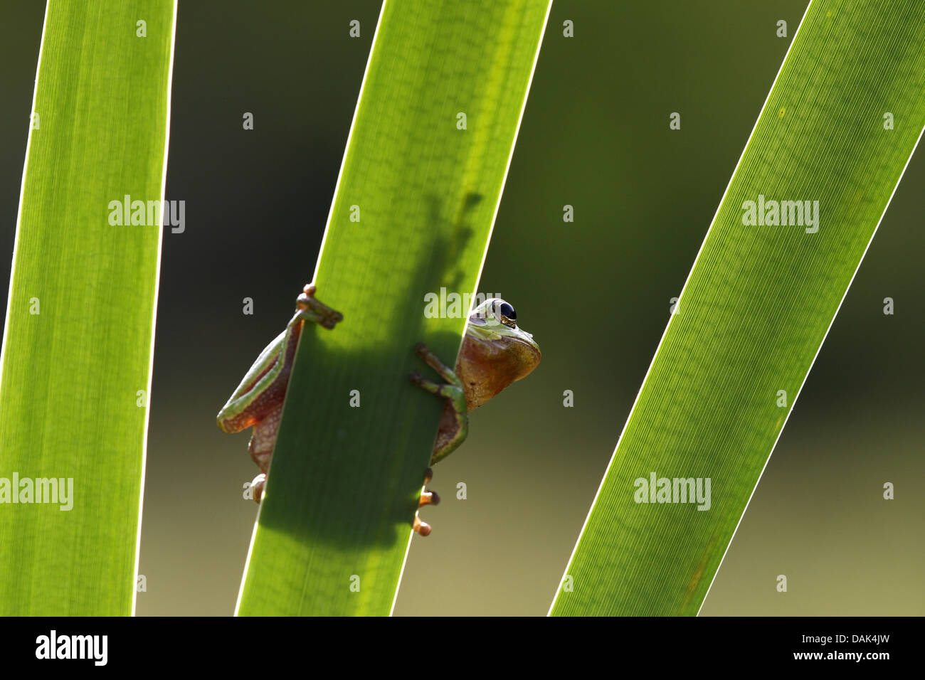 Grenouille silhouette feuille verte Banque d'image et photos - Alamy