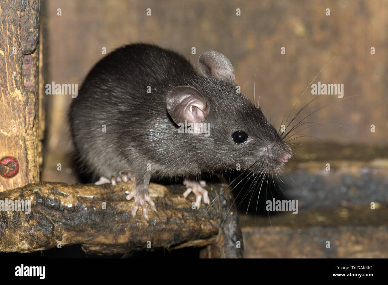 Rat noir, rat noir, rat maison, bateau, rats (Rattus rattus), sur la ...