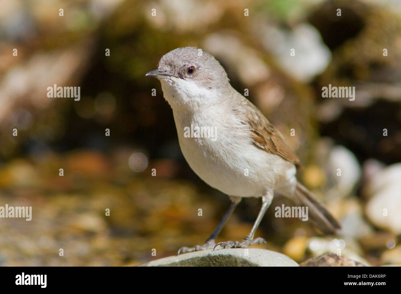 Sylvia curruca curruca Banque de photographies et d’images à haute résolution - Alamy