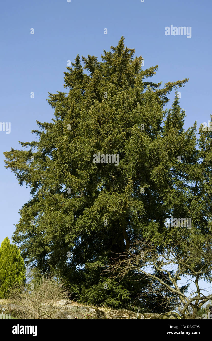Taxus baccata if commun Banque de photographies et d’images à haute ...