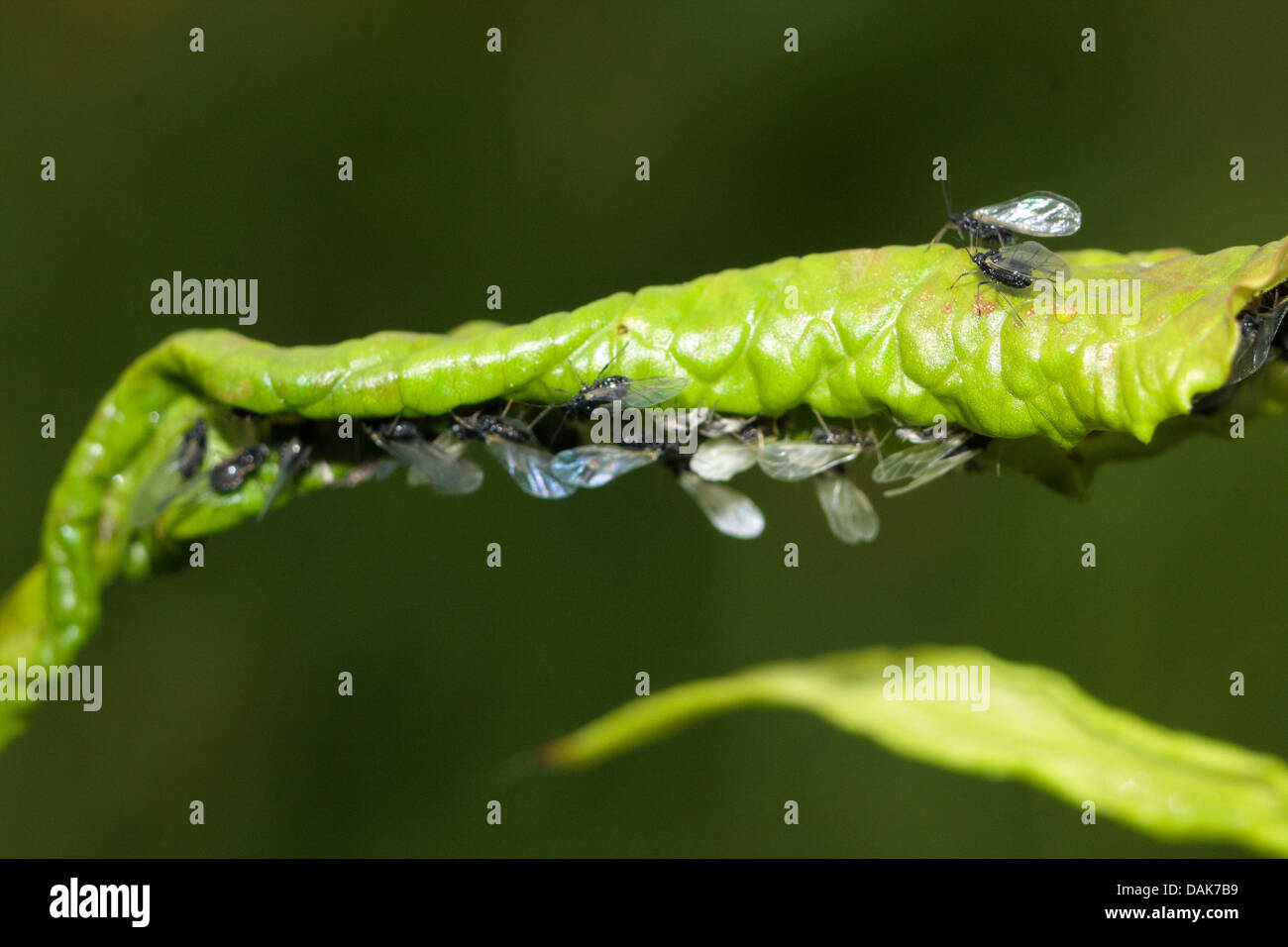 Le puceron noir de la fève Banque de photographies et d’images à haute ...