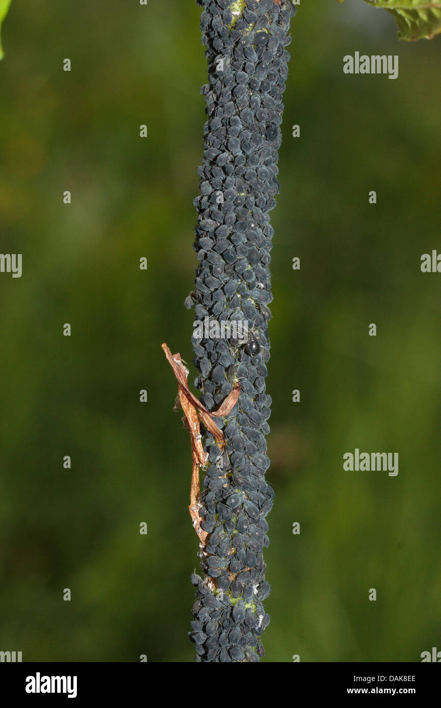 Ferme de pucerons Banque de photographies et d’images à haute ...