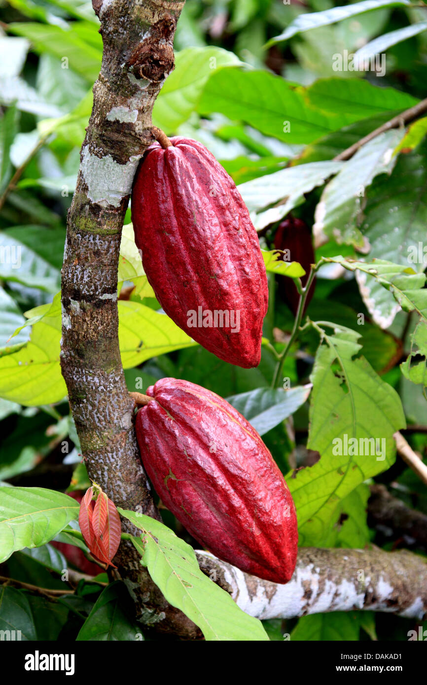 Le chocolat, le cacaoyer (Theobroma cacao), fruits de cacao mûres sur l ...