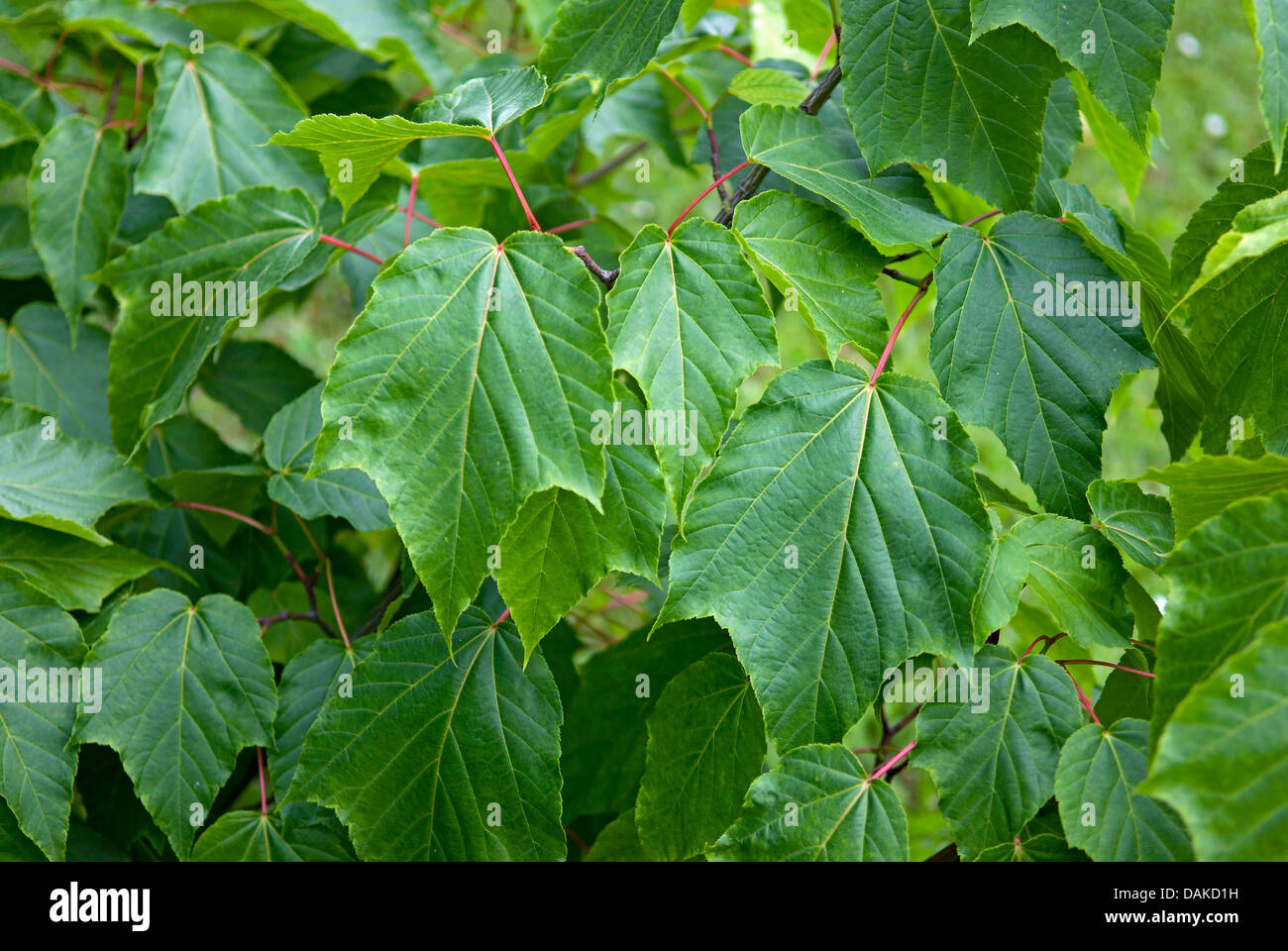 Acer rufinerve Banque de photographies et d’images à haute résolution ...