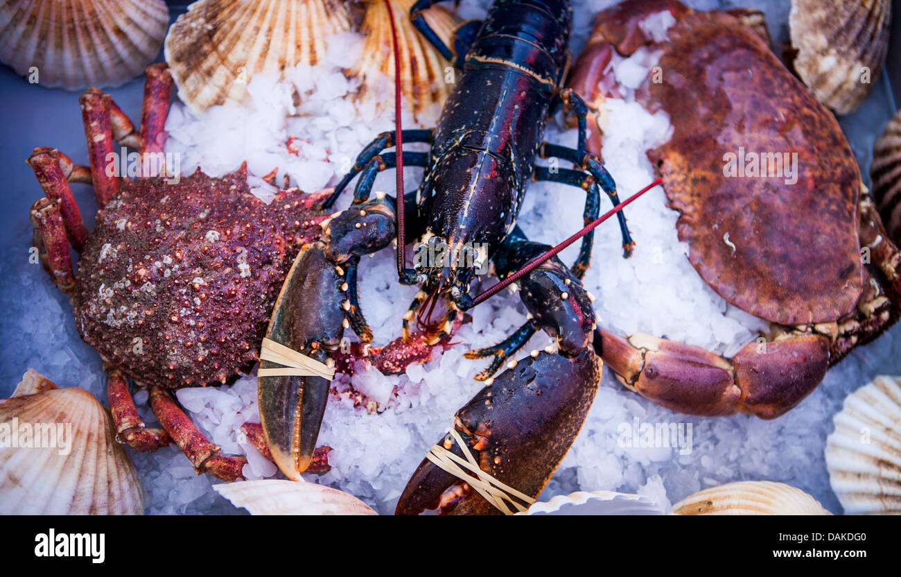 Homard frais Banque de photographies et d’images à haute résolution - Alamy