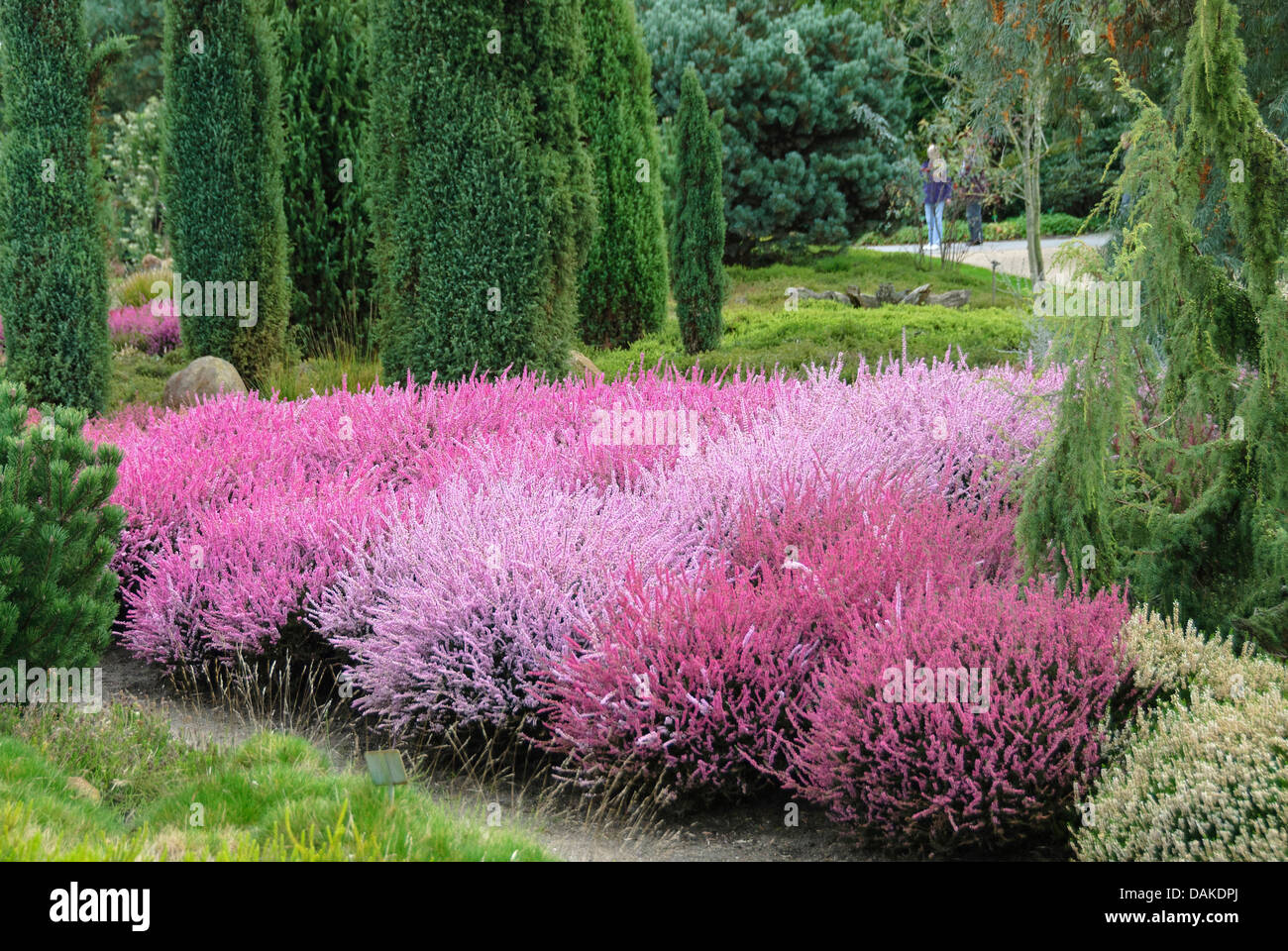 Bruyère commune, callune, bruyère (Calluna vulgaris), qui fleurit avec ...