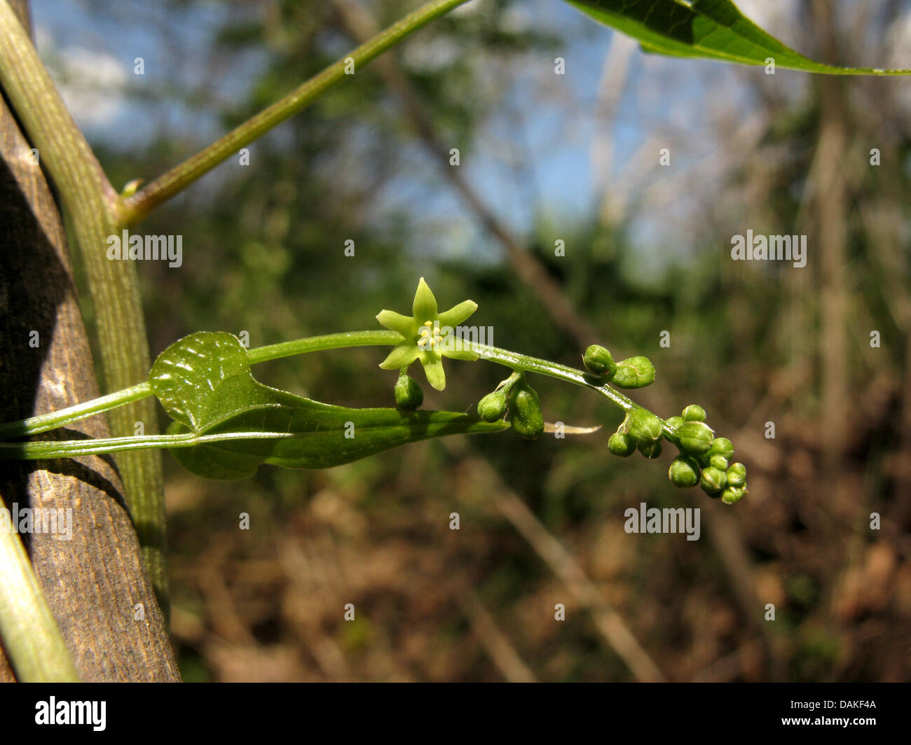 Bryony noir tamus communis Banque de photographies et d’images à haute ...