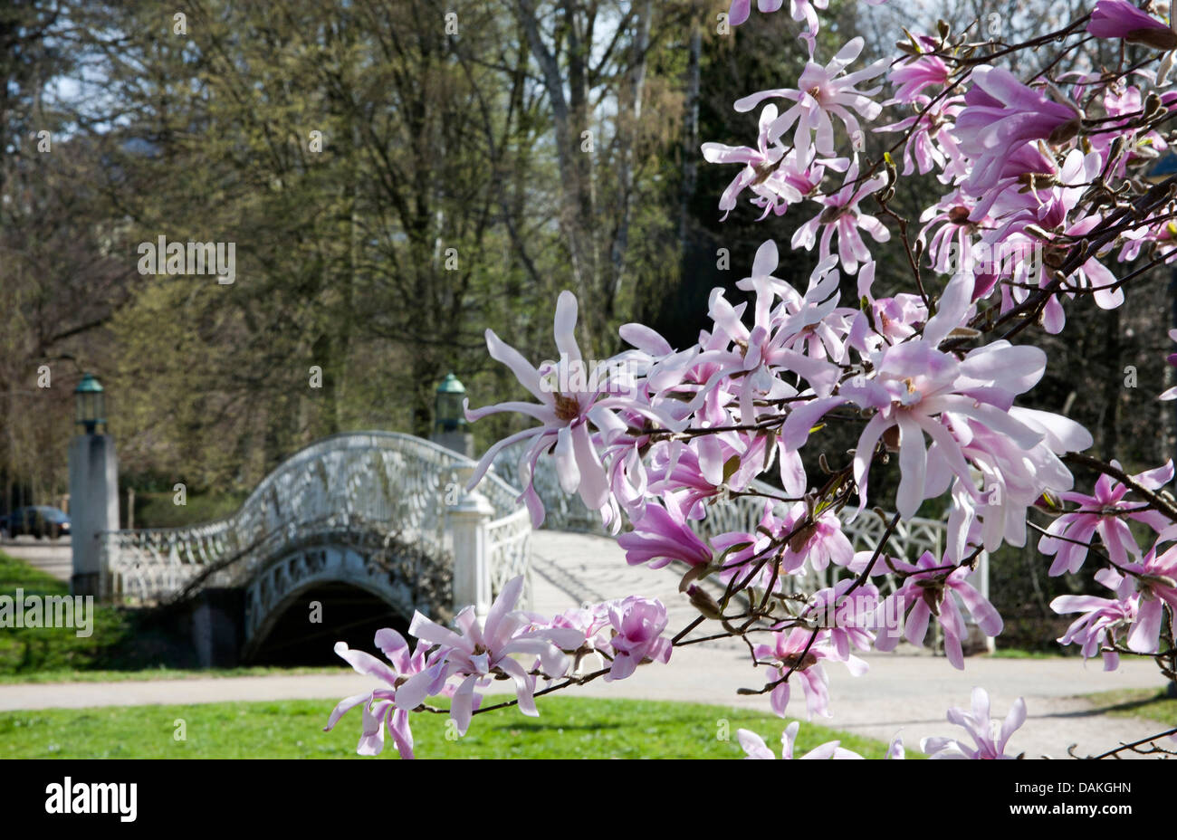 Magnolia magnolia spec Banque de photographies et d’images à haute ...