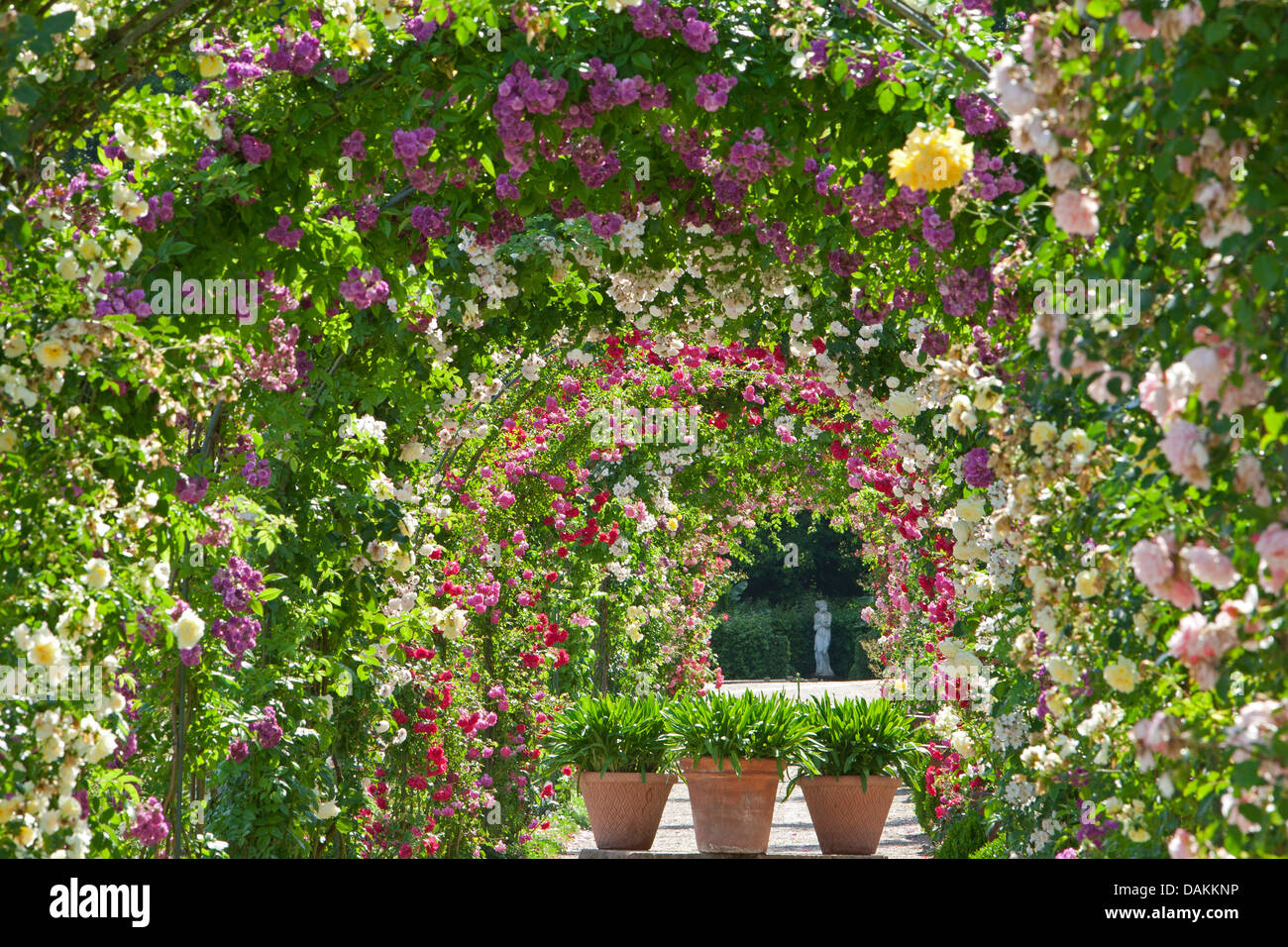 Rosier Dans Une Roseraie Banque d'image et photos - Alamy