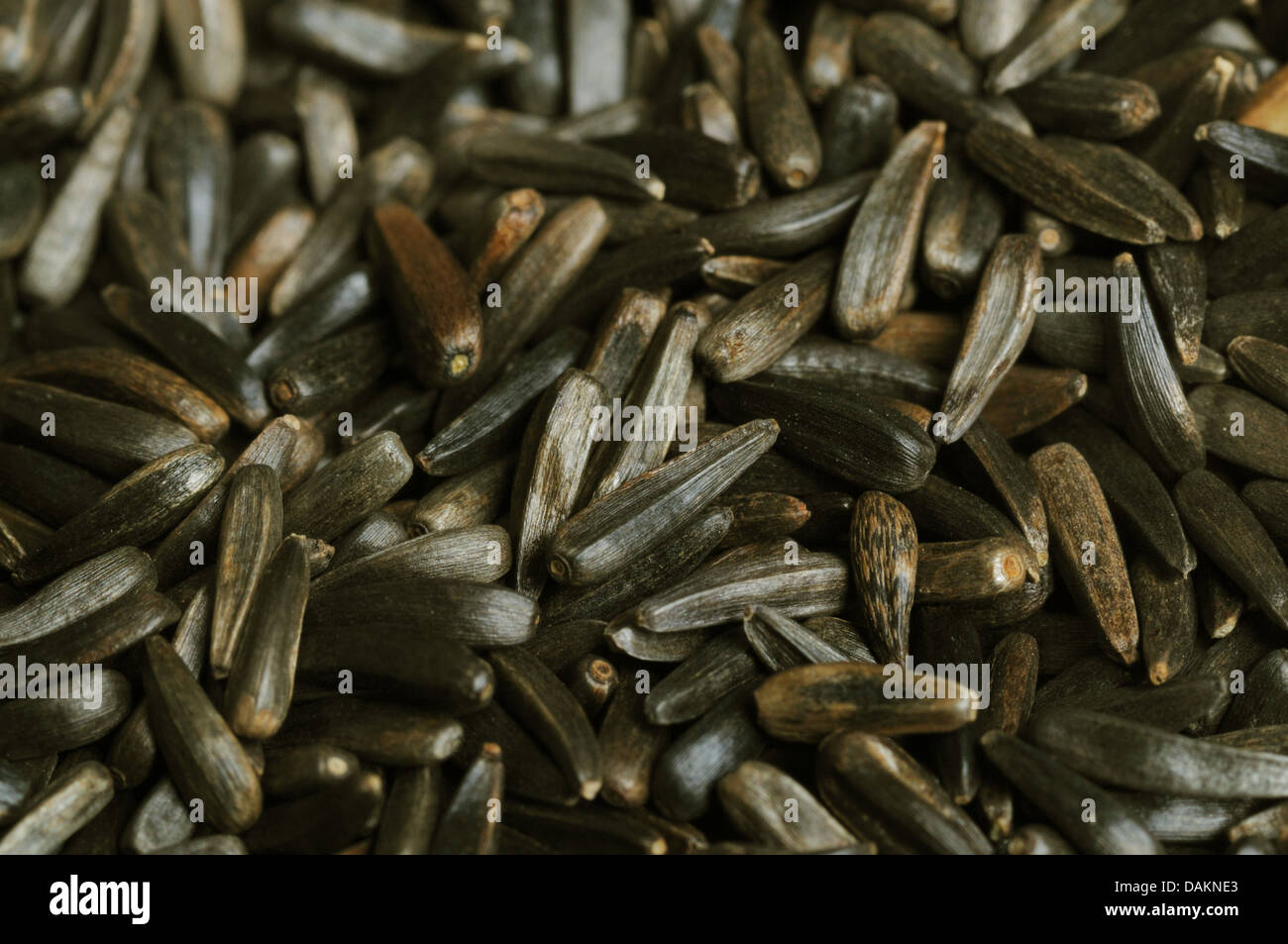 Le Niger, Ramtilla, noog, nug, nyger, nyjer, graines de Niger, ramtilla ...