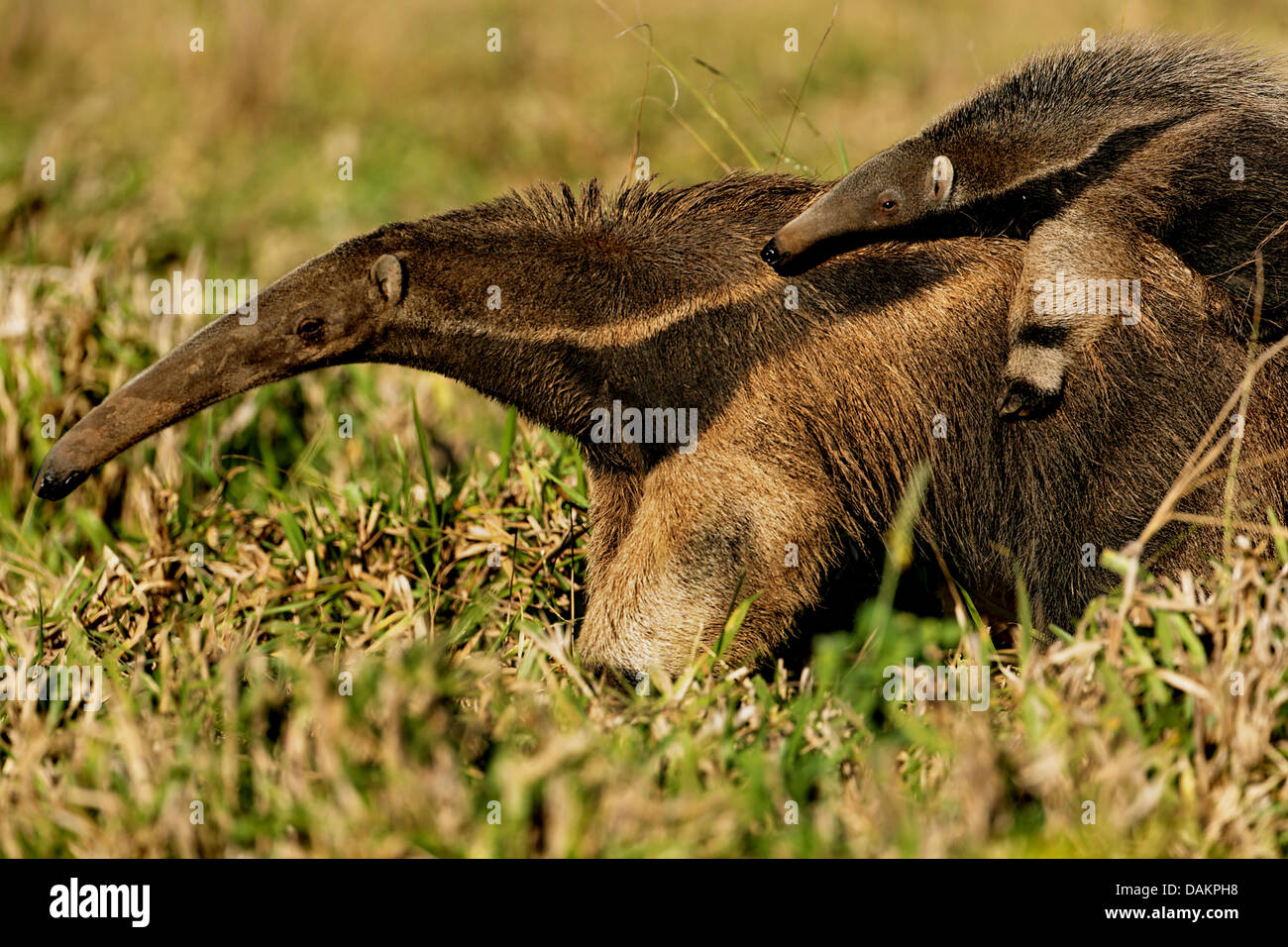 Fourmilier géant myrmecophaga tridactyla Banque de photographies et d ...