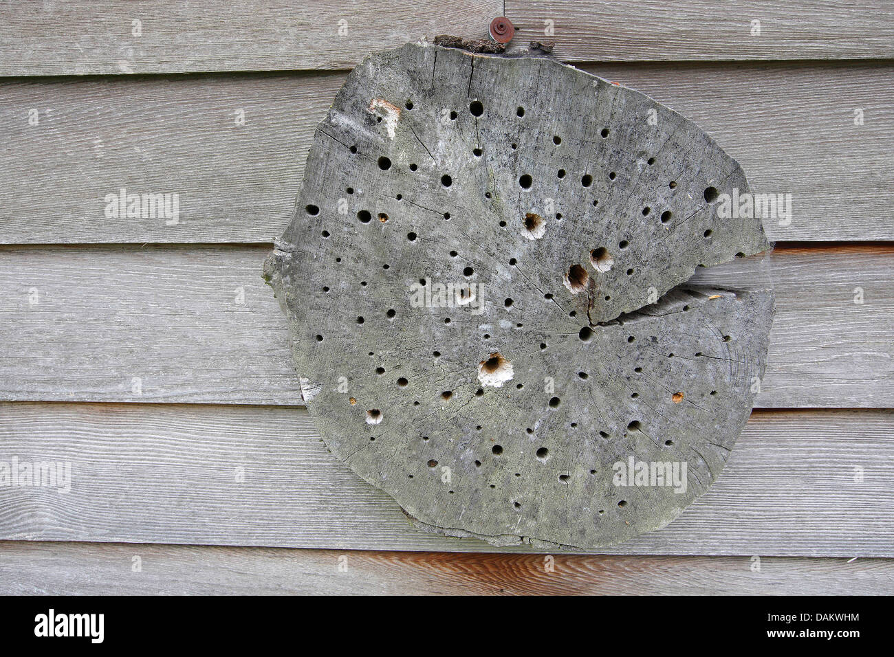 Lieu de nidification pour abeilles solitaires Banque de photographies ...