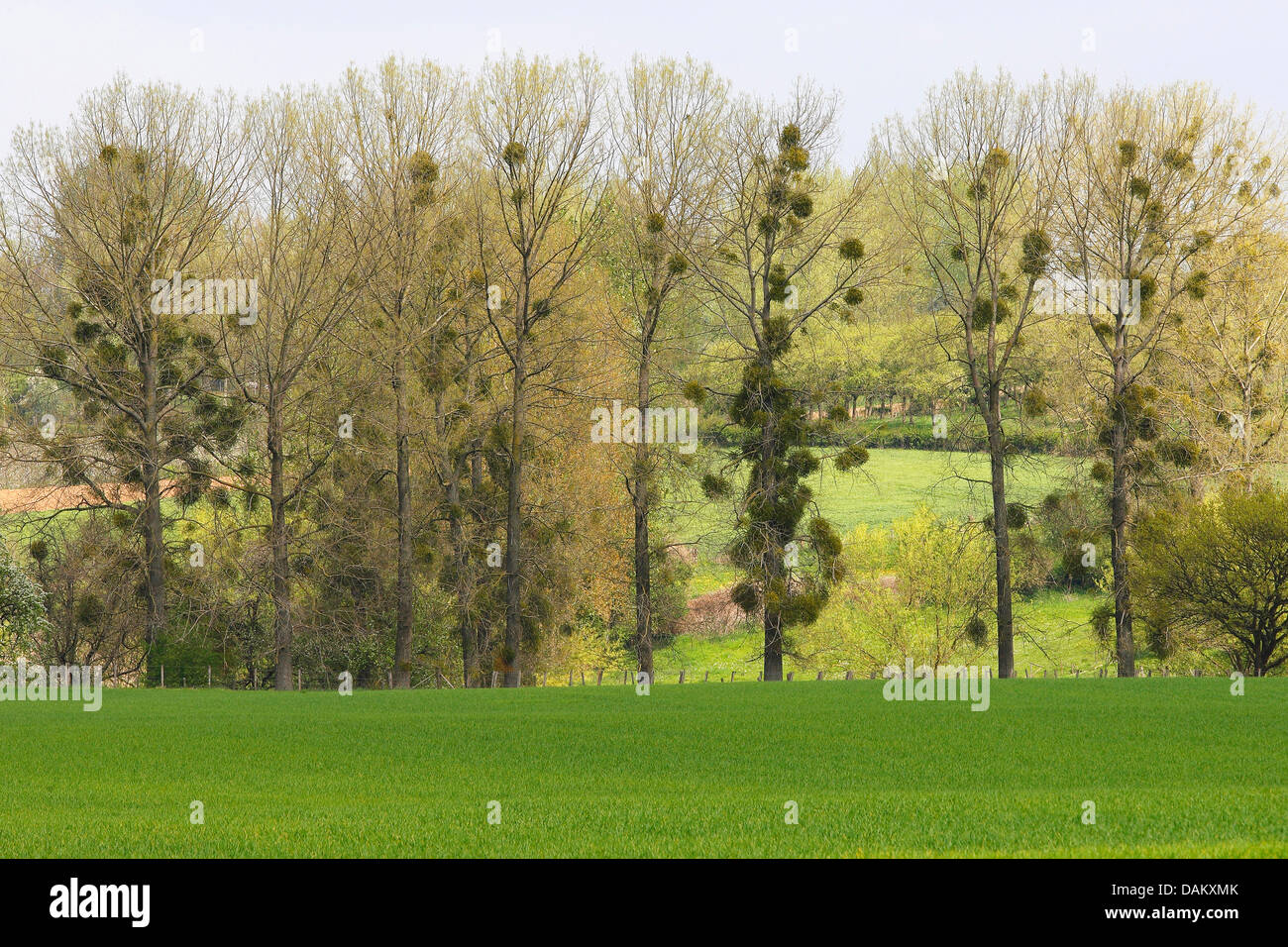 Le gui (Viscum album subsp. album), arbres avec gui, Belgique Photo ...