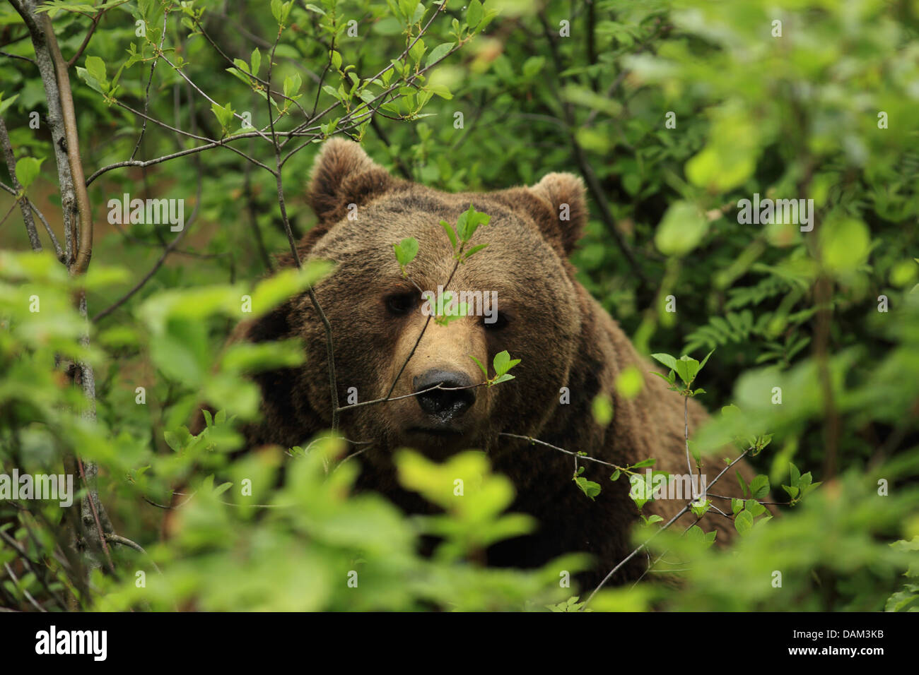 L'ours brun (Ursus arctos arctos), portrait en forêt, Allemagne ...