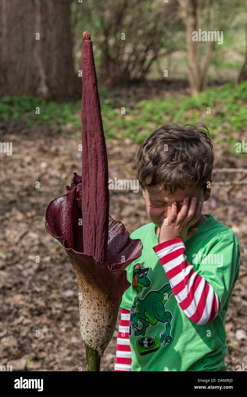 Konjak, Konjaku Konnyaku, pomme de terre, la langue du diable, Voodoo ...
