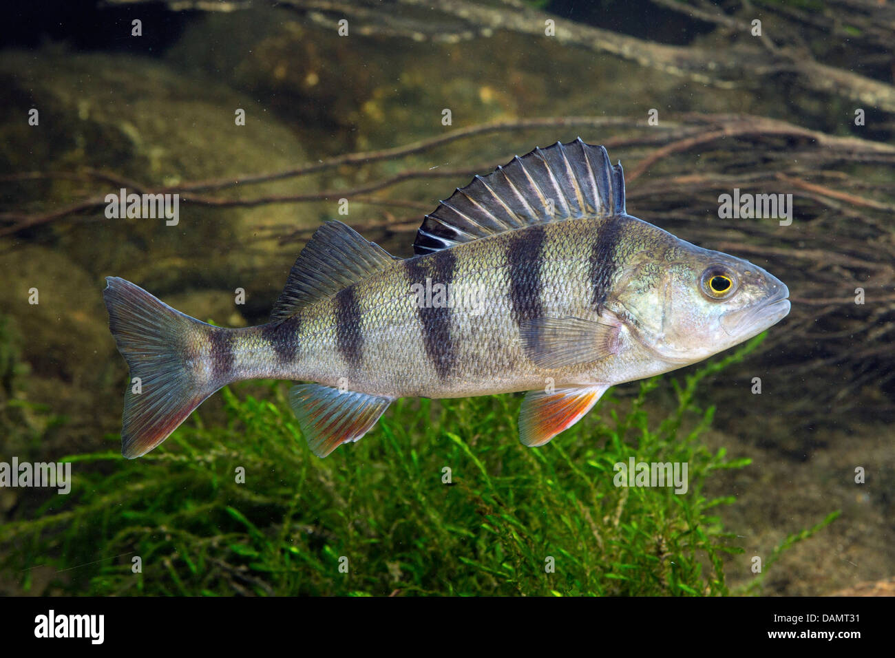 Redfin perch Banque de photographies et d’images à haute résolution - Alamy