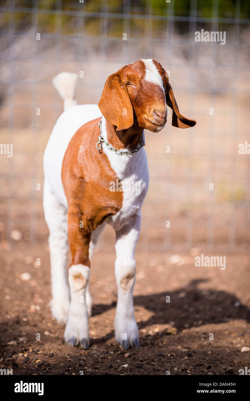 Young boer goat Banque de photographies et d’images à haute résolution ...