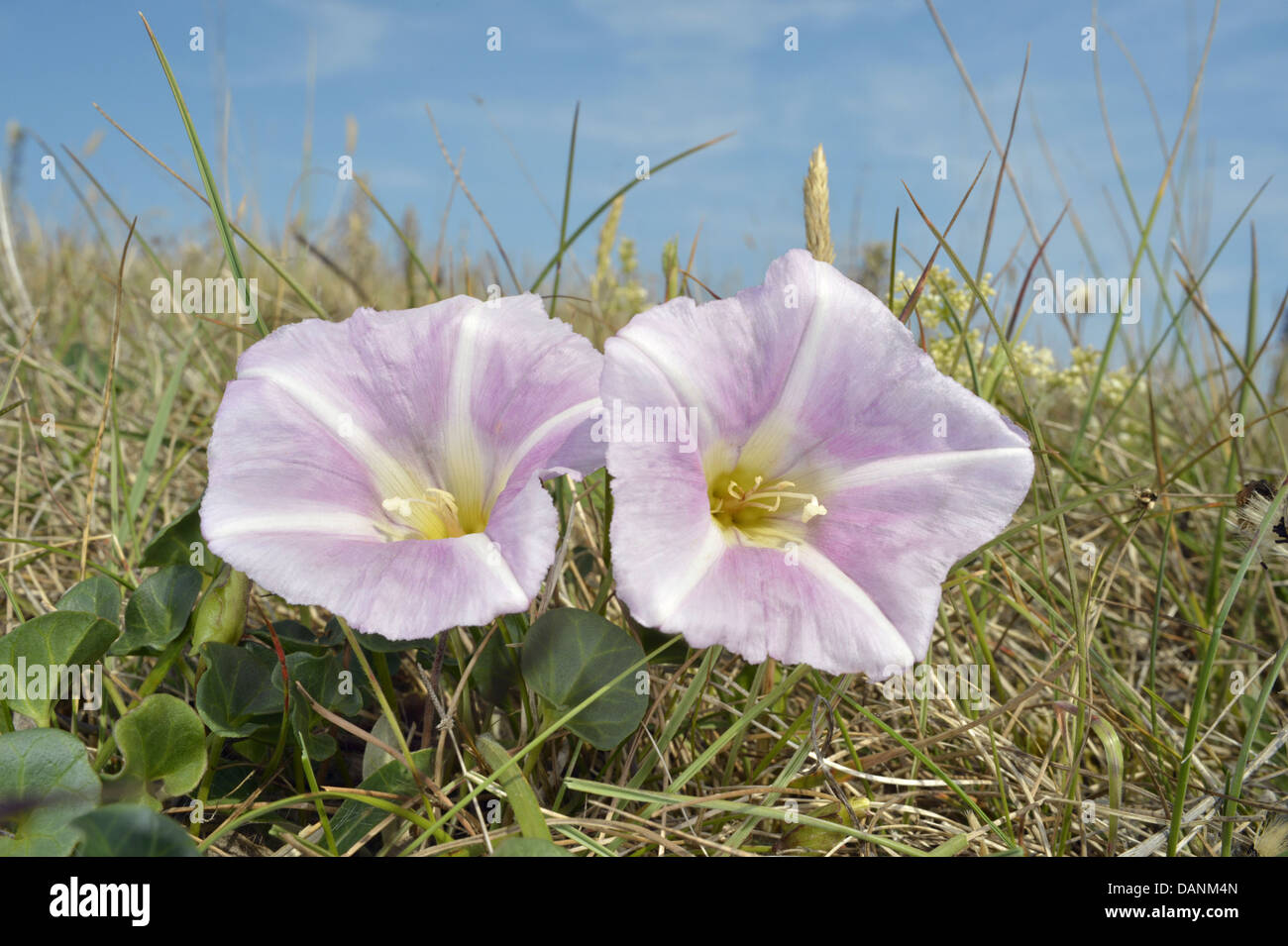 Liseron des dunes Banque de photographies et d’images à haute ...