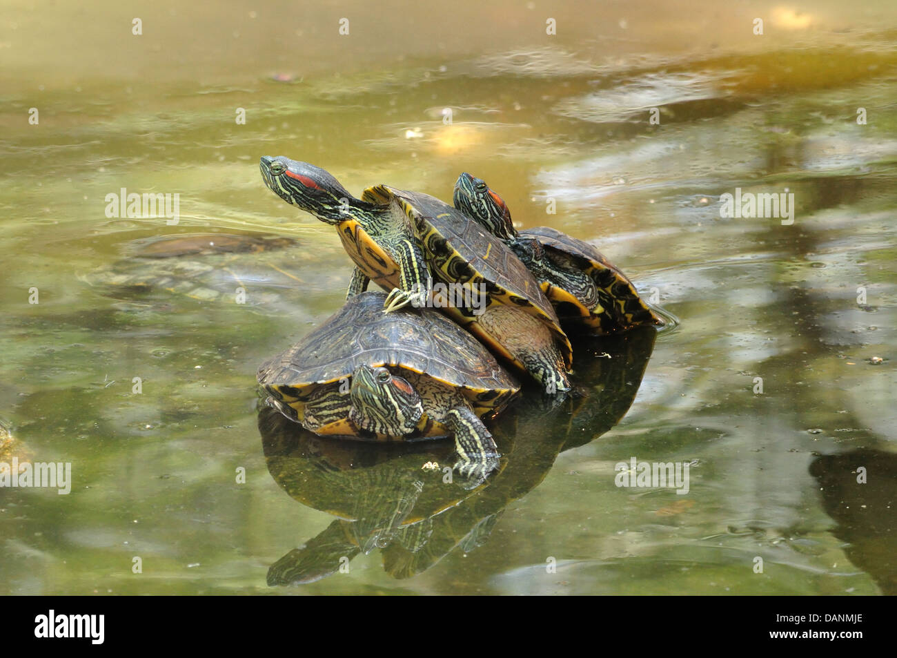 Tortue à oreilles rouges Banque de photographies et d’images à haute ...