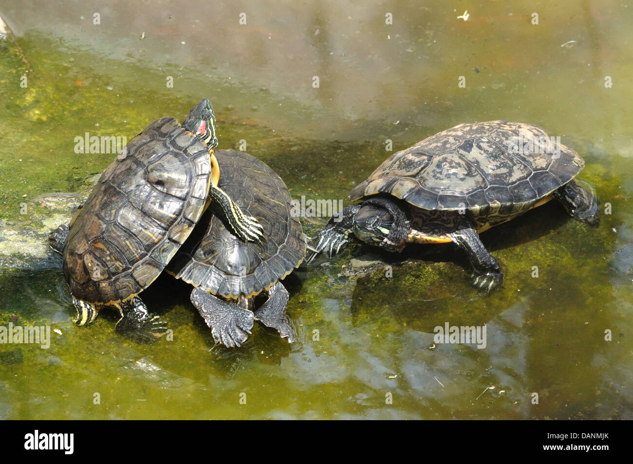Tortue à oreilles rouges Banque de photographies et d’images à haute ...