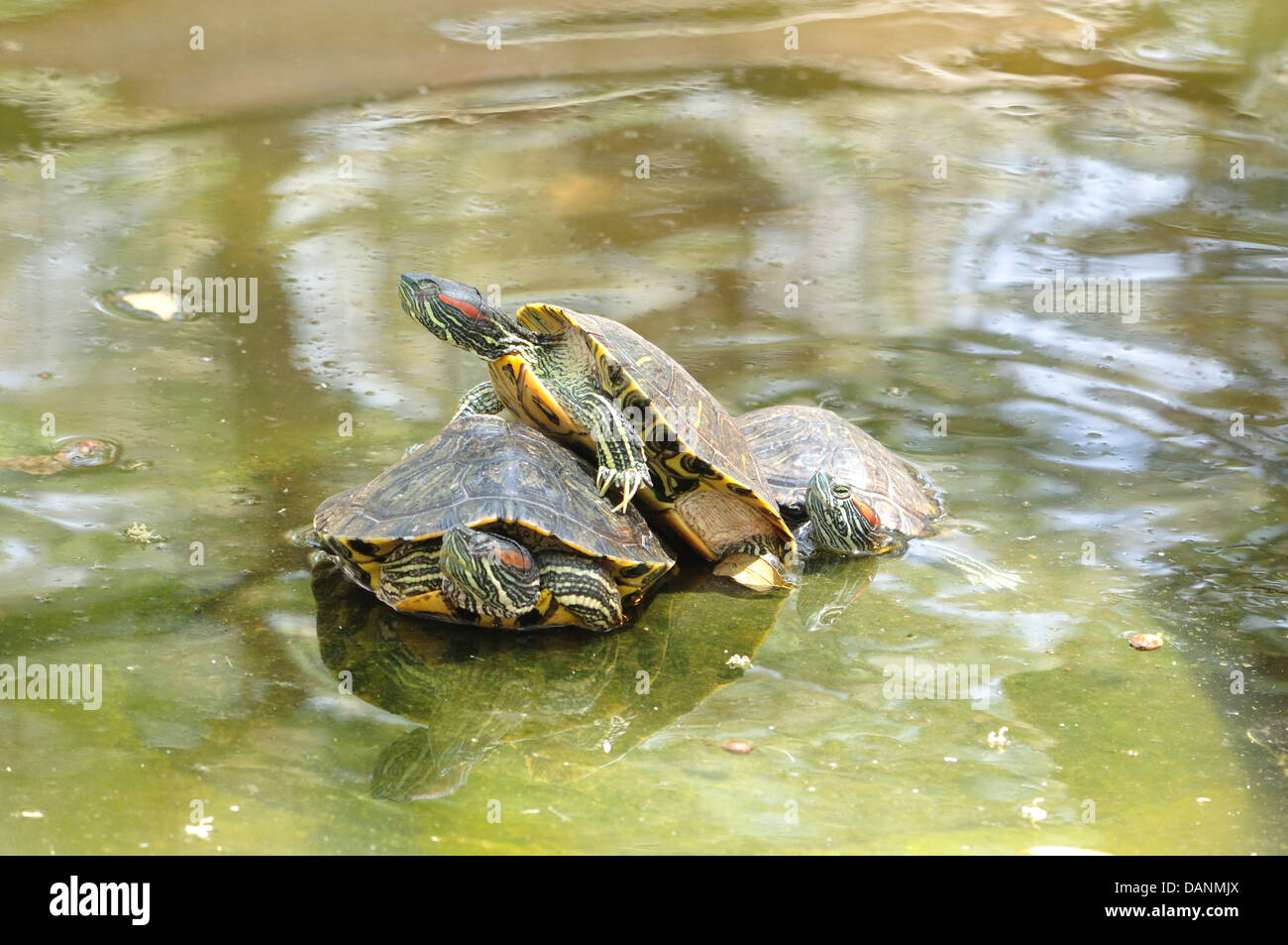 Tortue à oreilles rouges Banque de photographies et d’images à haute ...