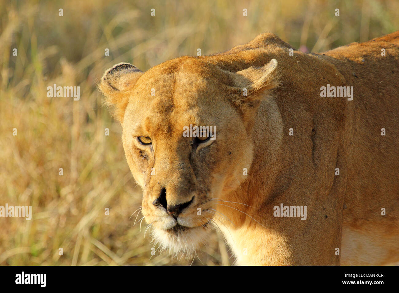 Portrait d'un lion et lionne Banque de photographies et d’images à ...