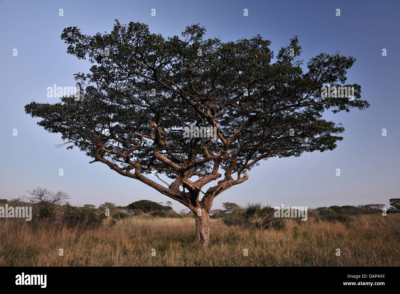 Mahogany tree africa Banque de photographies et d’images à haute ...