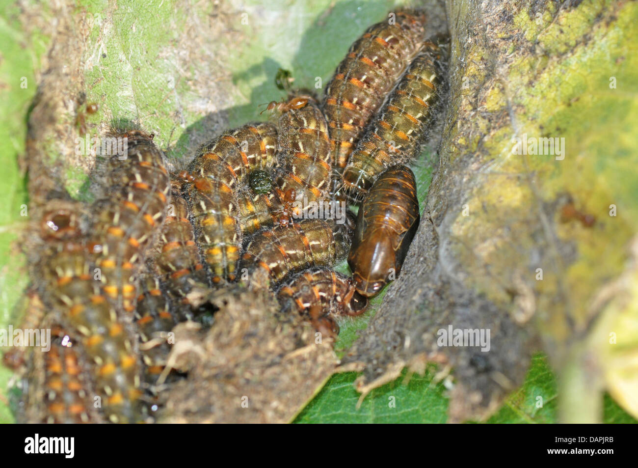 Parasite sur les larves d'insectes Banque de photographies et d’images ...