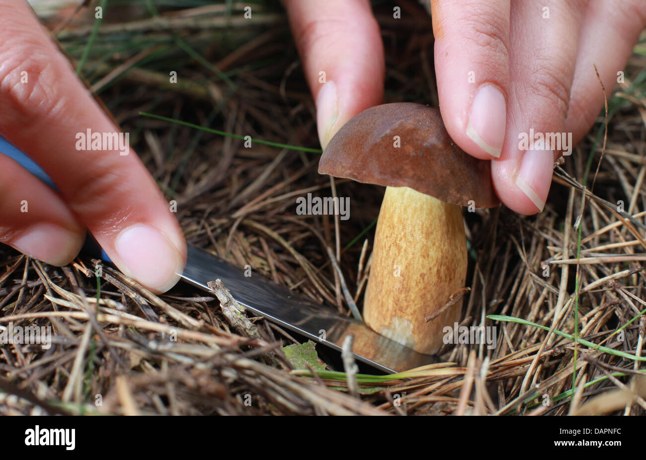 Champignons filamenteux Banque de photographies et d’images à haute ...