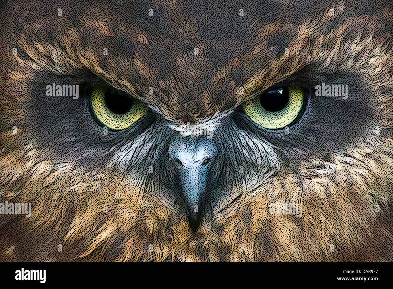 Posterised Boobook Owl et recadrée pour donner une image de regarder ...