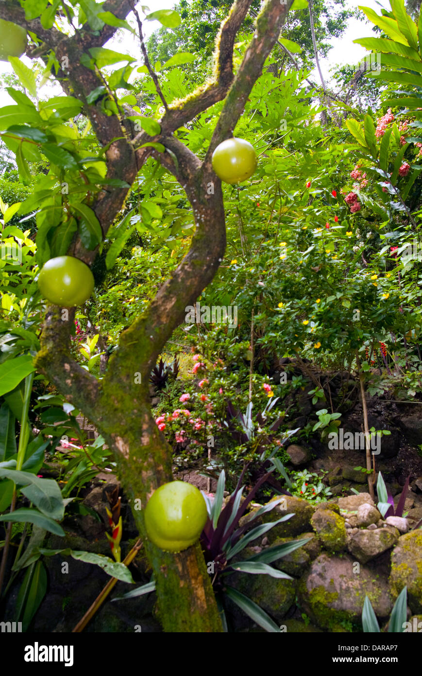 La calebasse Banque de photographies et d’images à haute résolution - Alamy